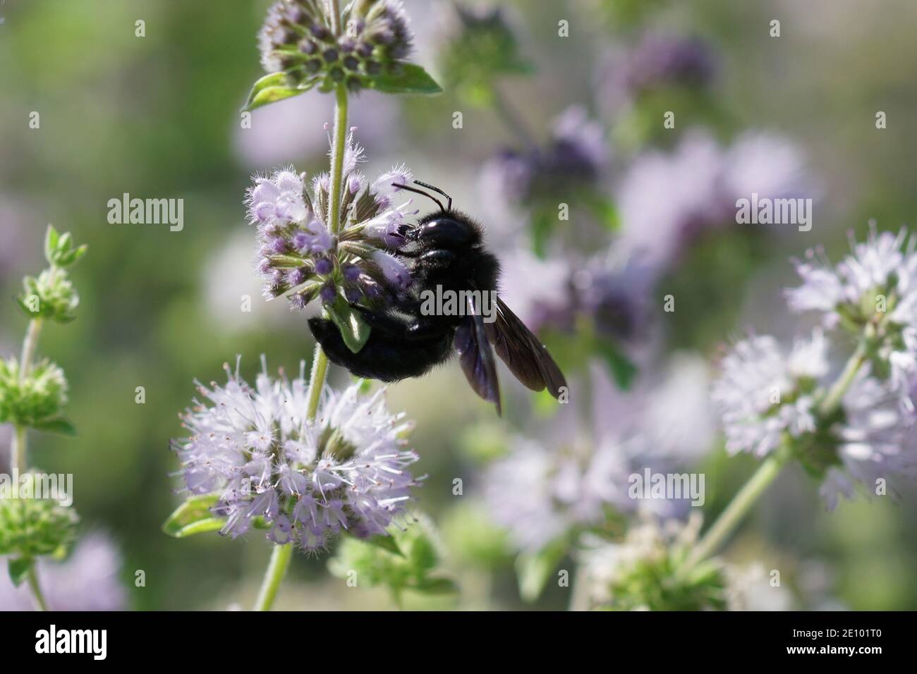 The largest ,giant and charcoal black solitary bees of Europe : a ...