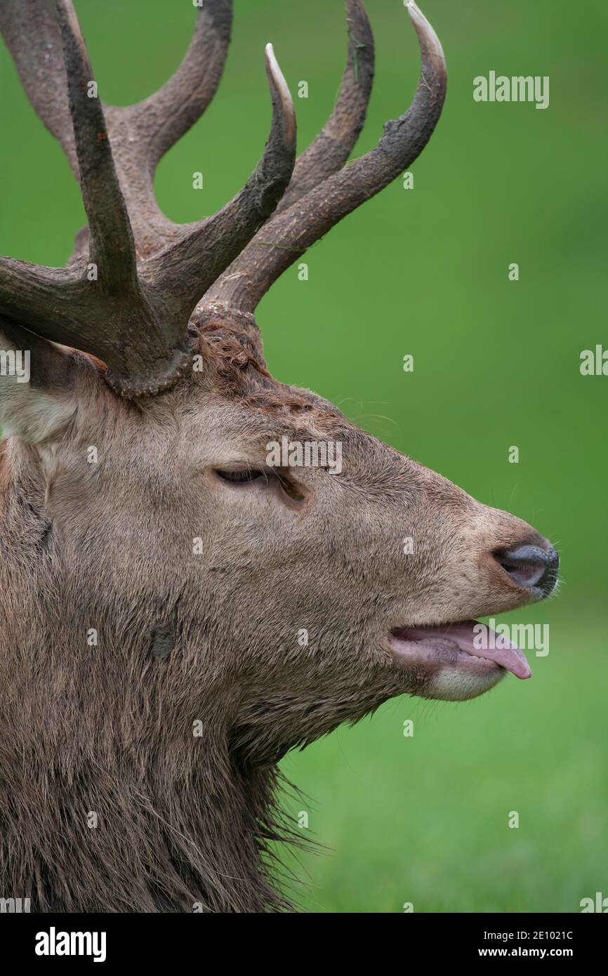 Animal mouth hi-res stock photography and images - Alamy