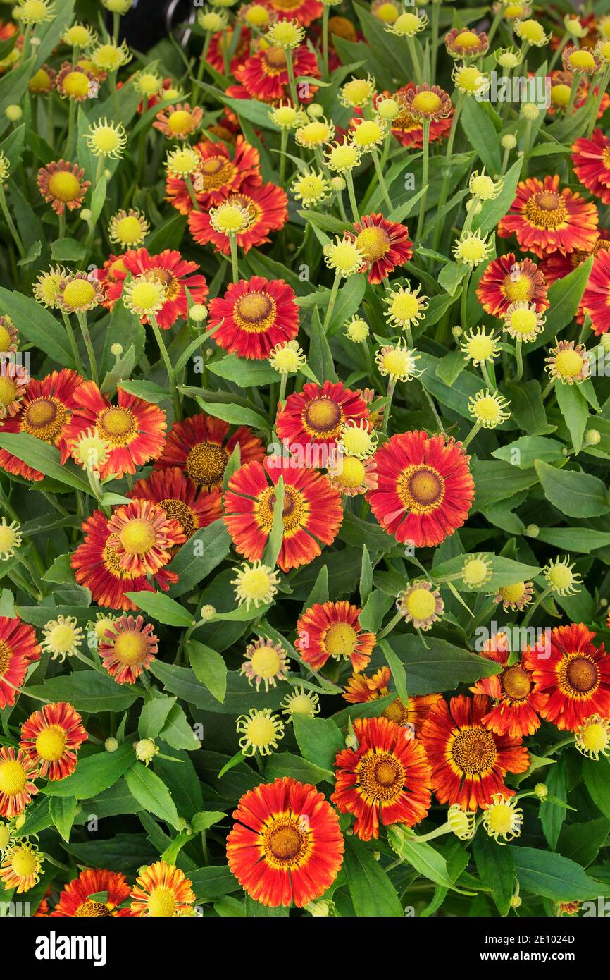 Sun Bride Ruby Dwarf ( Helenium spec Stock Photo - Alamy