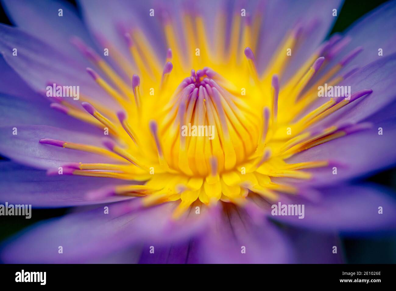 Flower, Blue Lotus (Nymphaea caerulea), Botanical Garden Berlin, Berlin ...