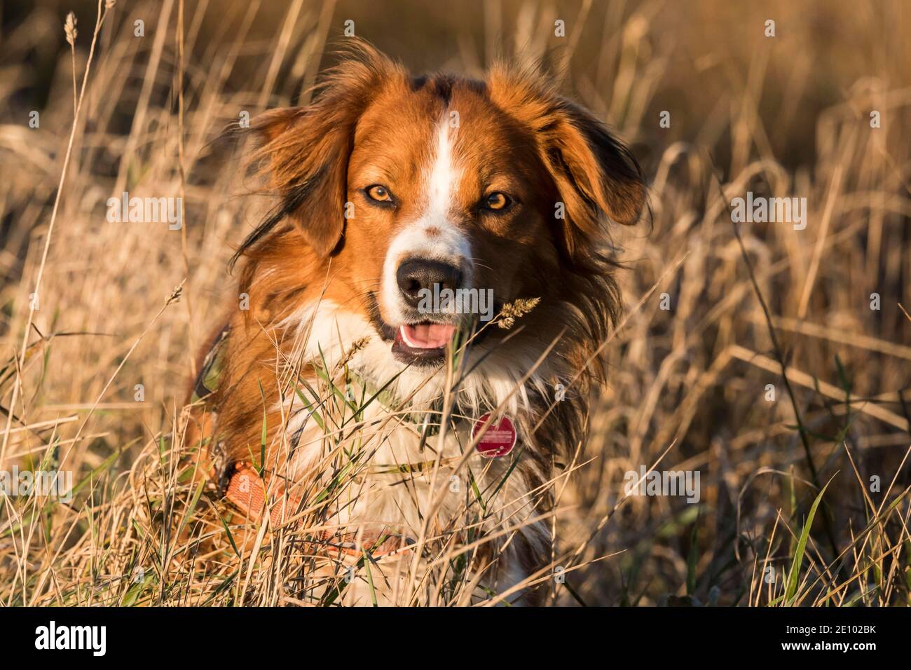 What Is The Full Name Of An Australian Pinscher