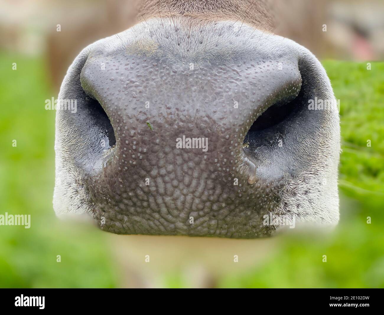 Nostrils of a cow in close up Stock Photo - Alamy