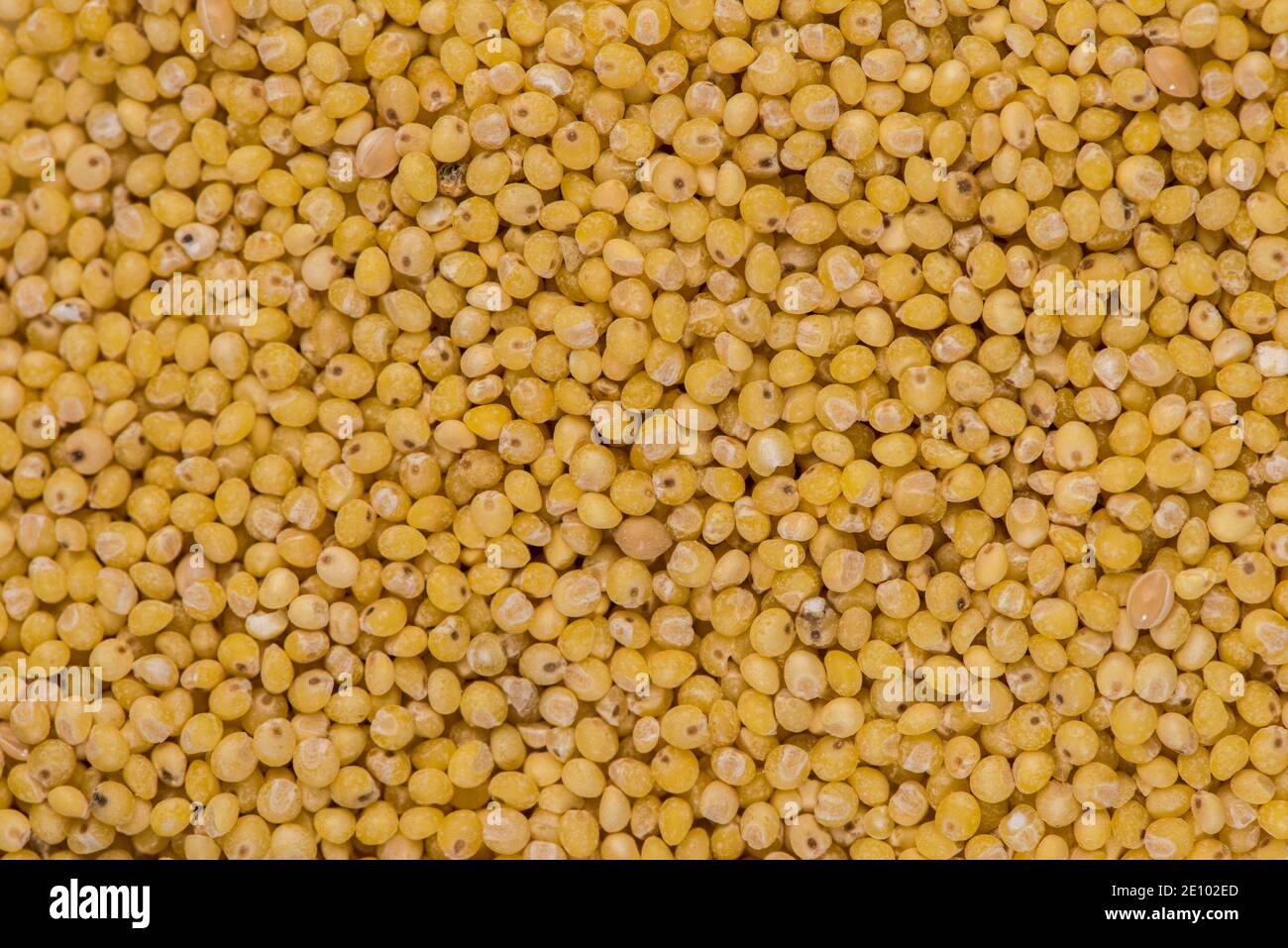 Millet grass hi-res stock photography and images - Alamy