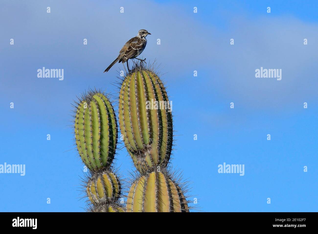 Galapagos mockingbird (Mimus parvulus) sitting on a Galápagos columnar ...
