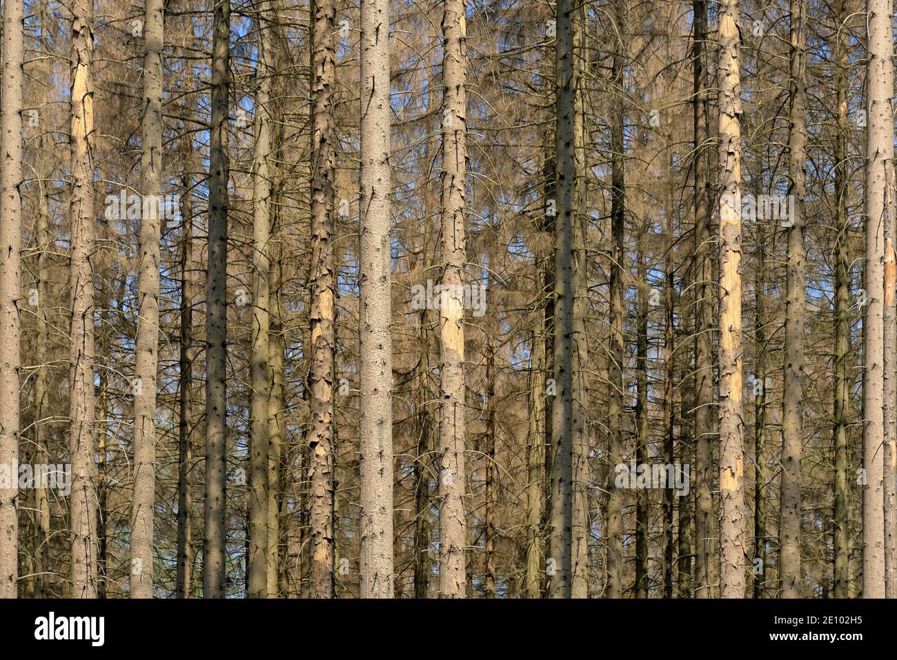 Coniferous forest, dead spruce (Picea abies) due to bark beetle ...