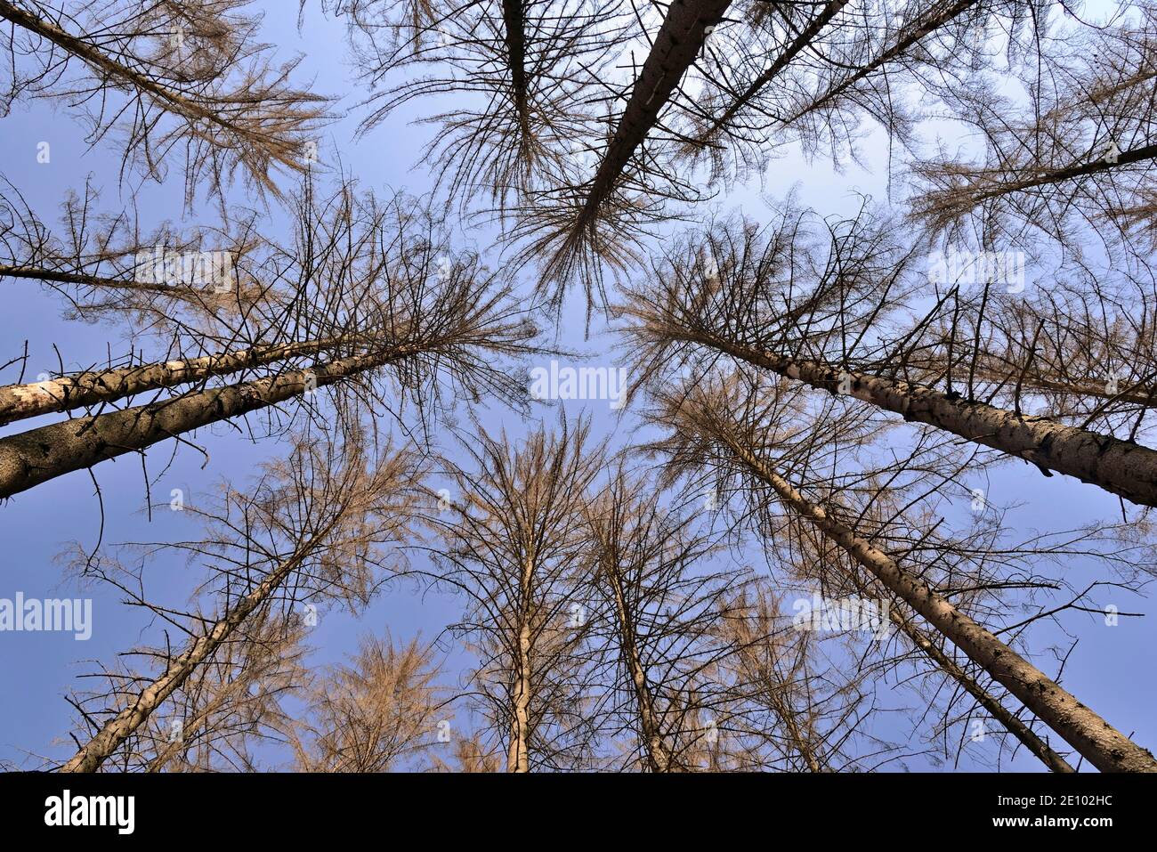 Spruce (Picea abies), view into the treetops, dead trees due to bark ...
