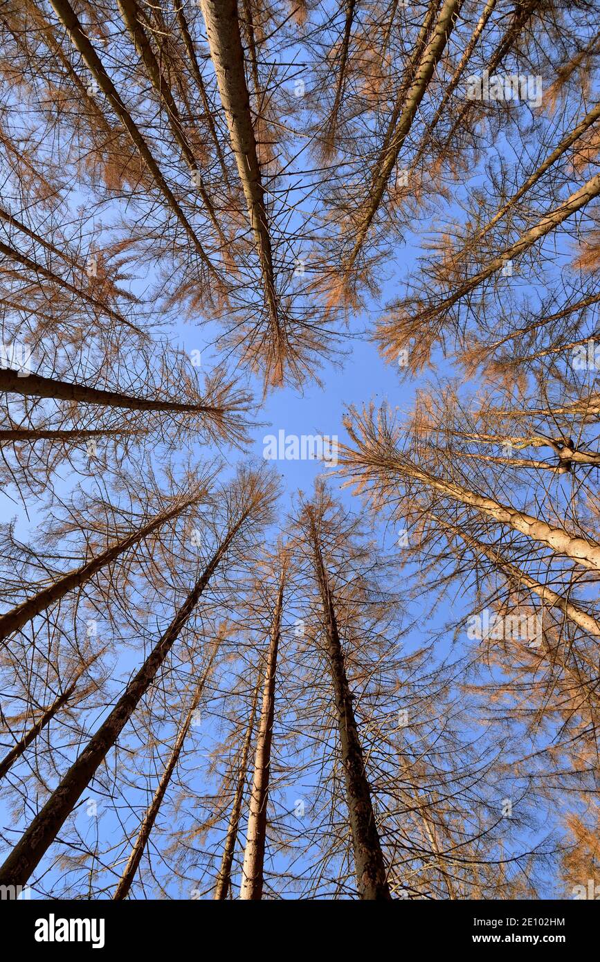 Spruce (Picea abies), view into the treetops, dead trees due to bark ...