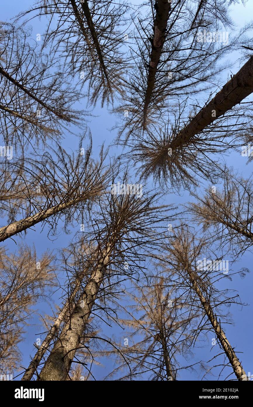 Spruce (Picea abies), view into the treetops, dead trees due to bark ...