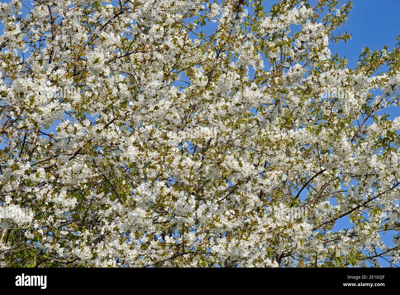 Cherry tree (Prunus), tree crown with white blossoms, blue sky, North ...