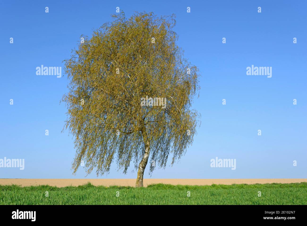 Spring tree and lane hi-res stock photography and images - Alamy