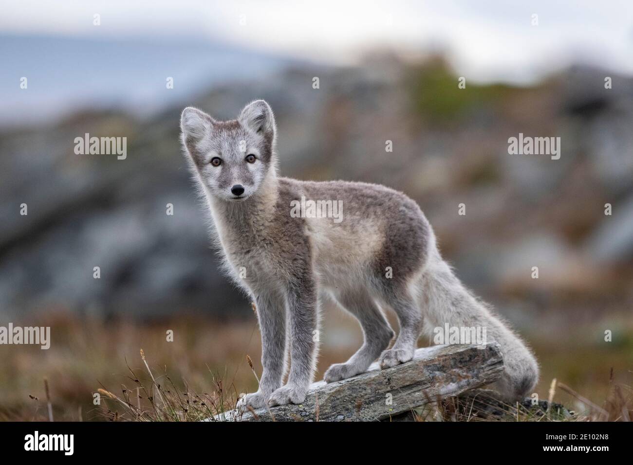 Arctic fox (Vulpes lagopus), Dovrefjell-Sunndalsfjella National Park ...