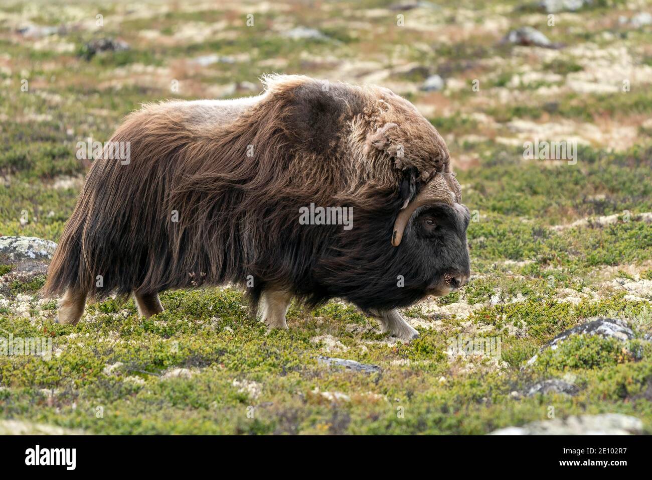 Musk ox (Ovibos moschatus) in the tundra in Dovrefjell National Park ...