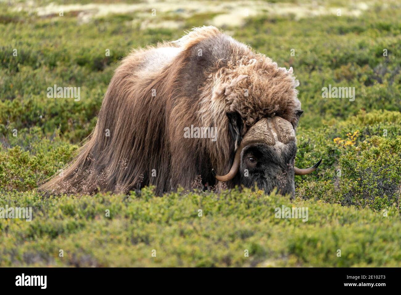 Musk ox (Ovibos moschatus) in the tundra in Dovrefjell National Park ...