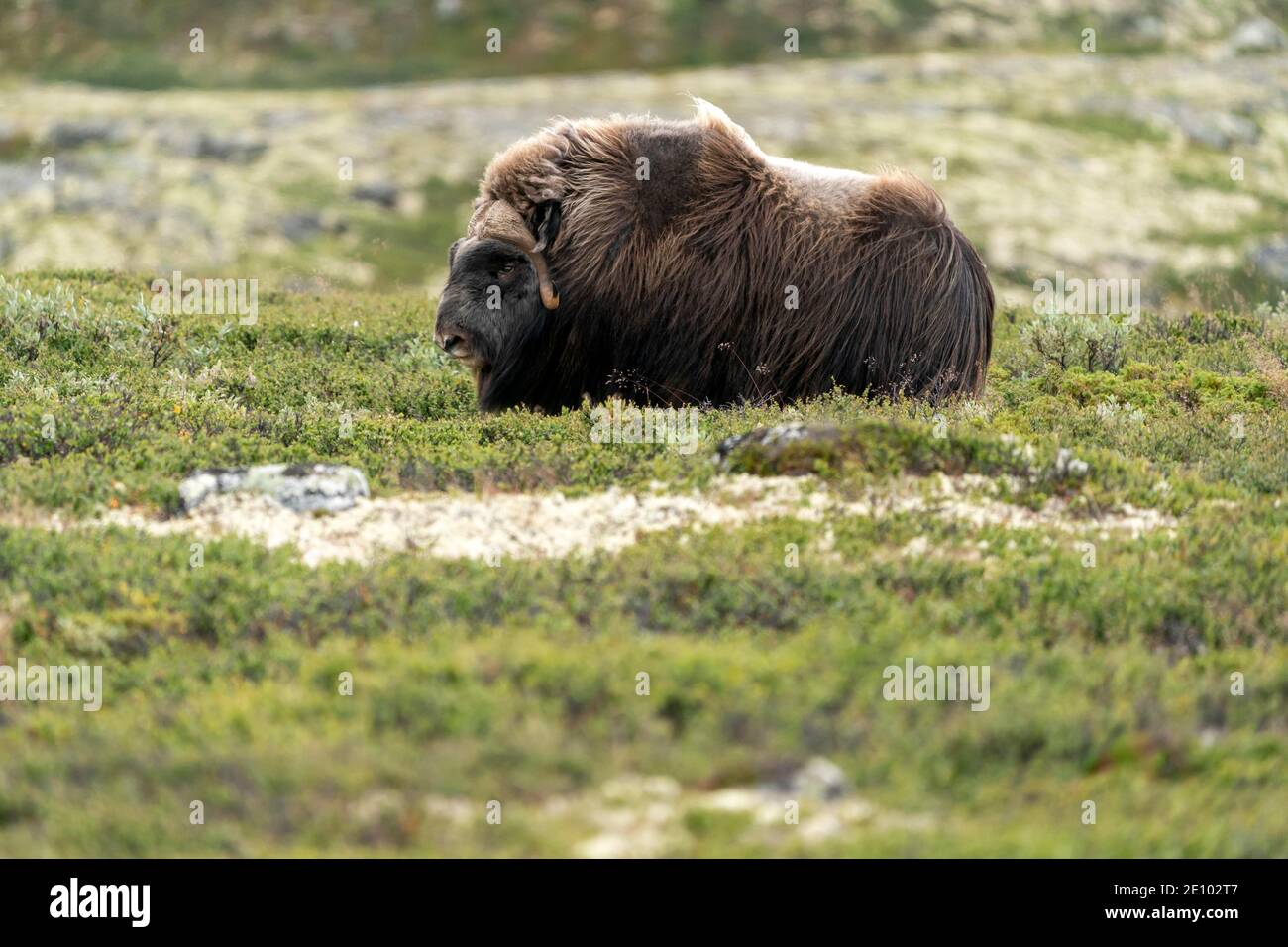 Musk ox (Ovibos moschatus) in the tundra in Dovrefjell National Park, Norway, Europe Stock Photo ...