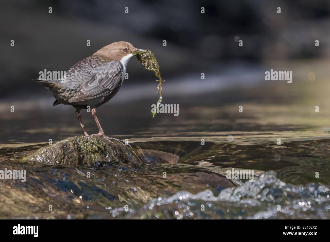 White-breasted dipper (Cinclus cinclus) standing on stone in streambed ...