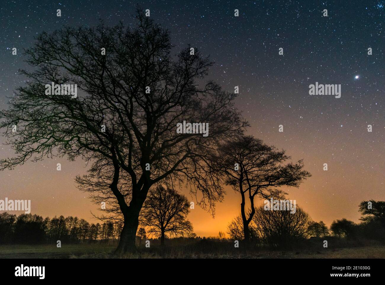 Starry sky over trees, night, star, Oldenburger Münsterland ...