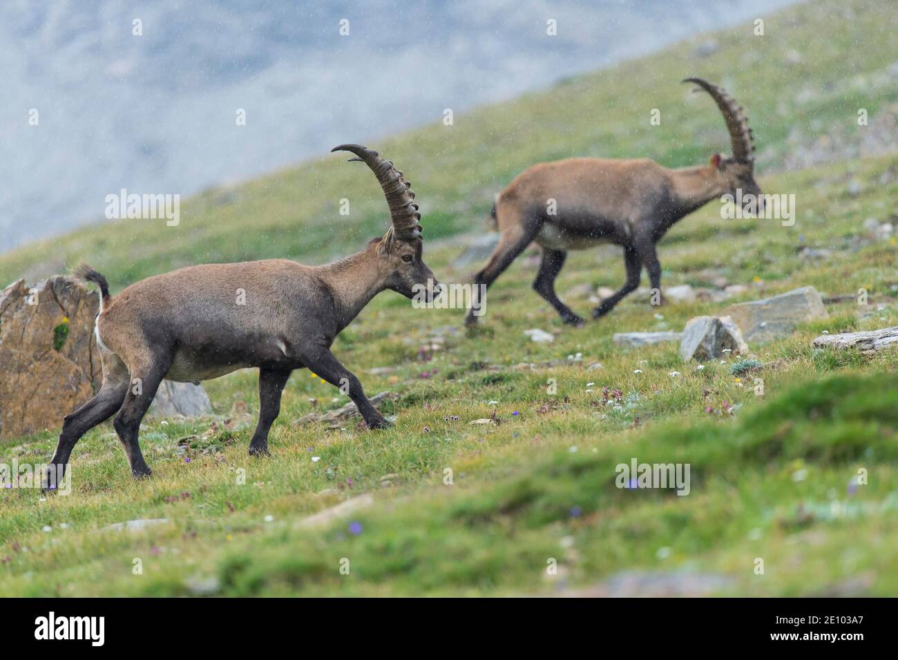Alpine Ibex (Capra ibex), ibex, mountain, Alps, Hohe Tauern National ...