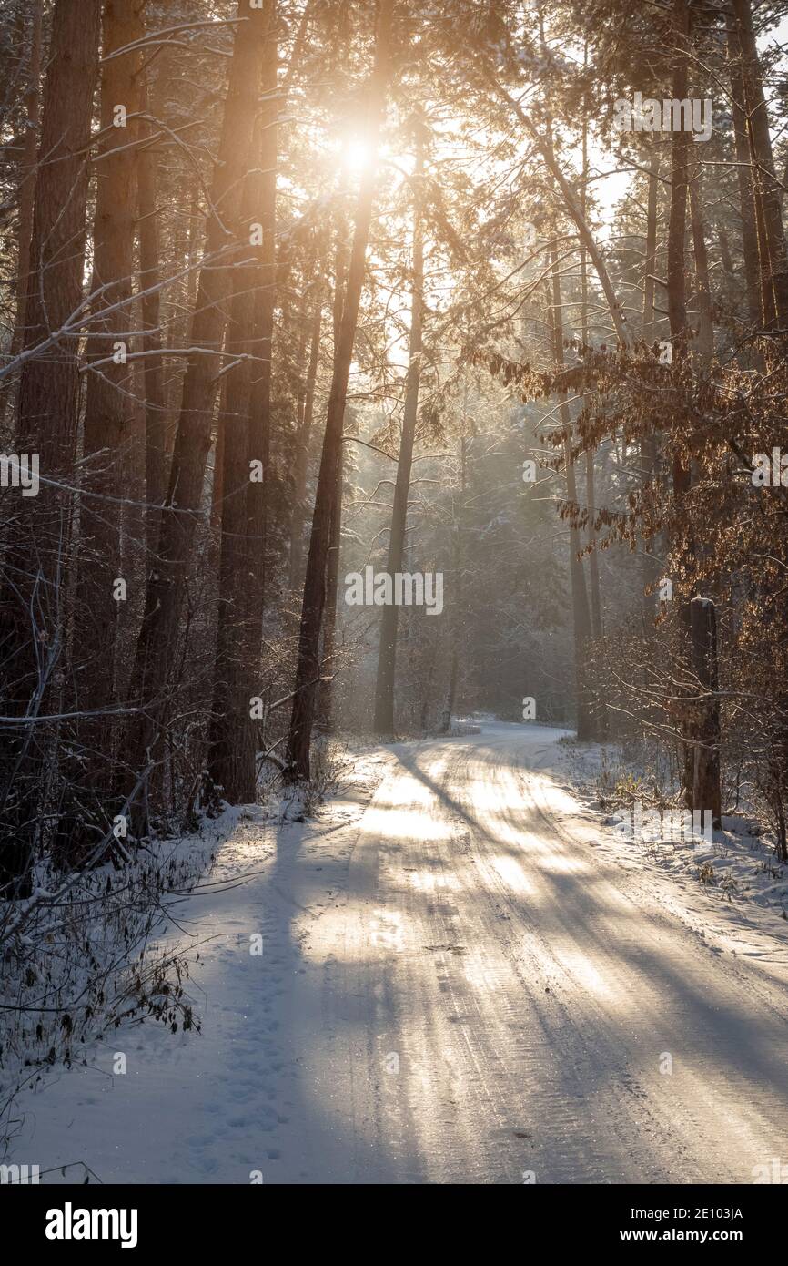Narrow road through winter forest hi-res stock photography and images ...