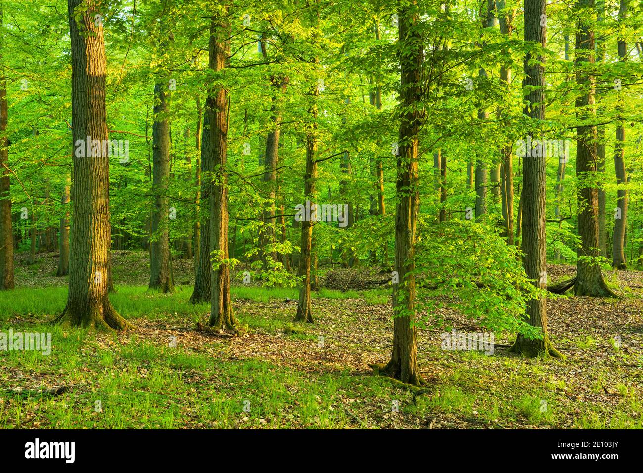 Mixed deciduous forest, Grumsiner Forst, UNESCO World Heritage Site ...