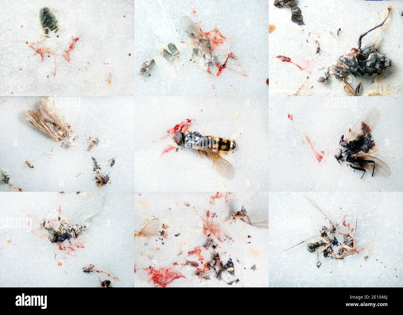 Twenty plates hi-res stock photography and images - Alamy