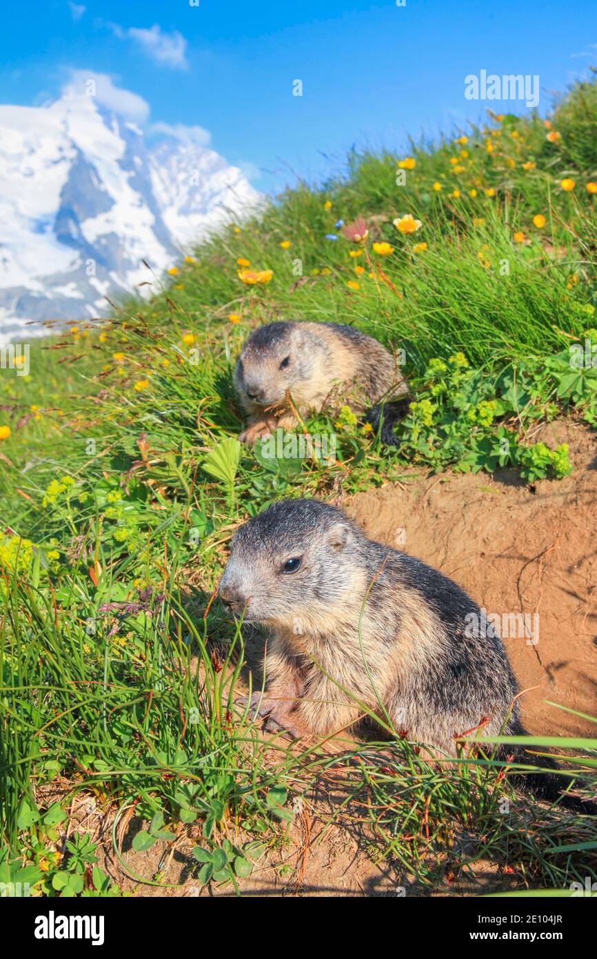 Baby Alpine Marmot (Marmota marmota), Alpine Marmot Stock Photo - Alamy