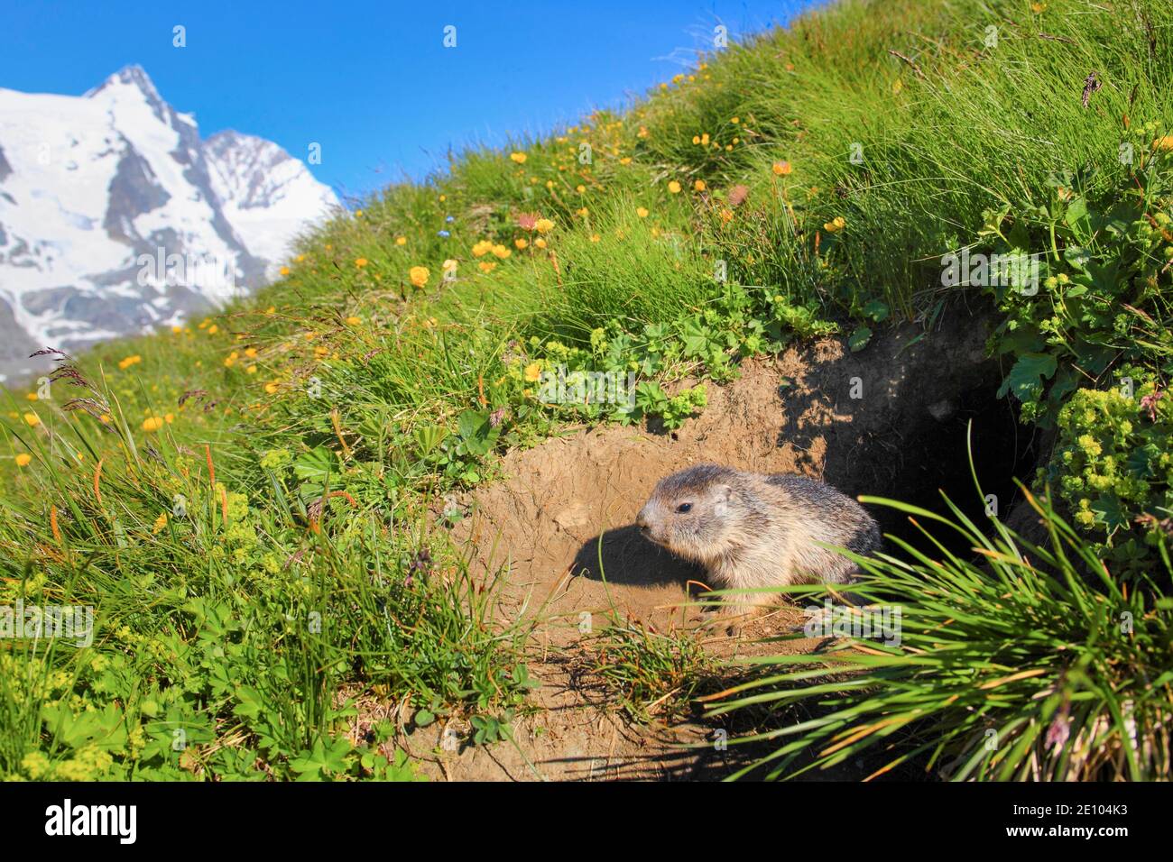 Baby Alpine Marmot (Marmota marmota), Alpine Marmot Stock Photo - Alamy