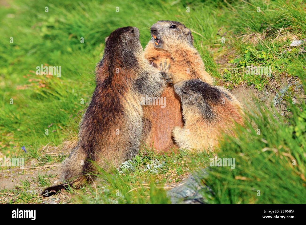 Alpine Marmot (Marmota marmota), Alpine Marmot Stock Photo - Alamy