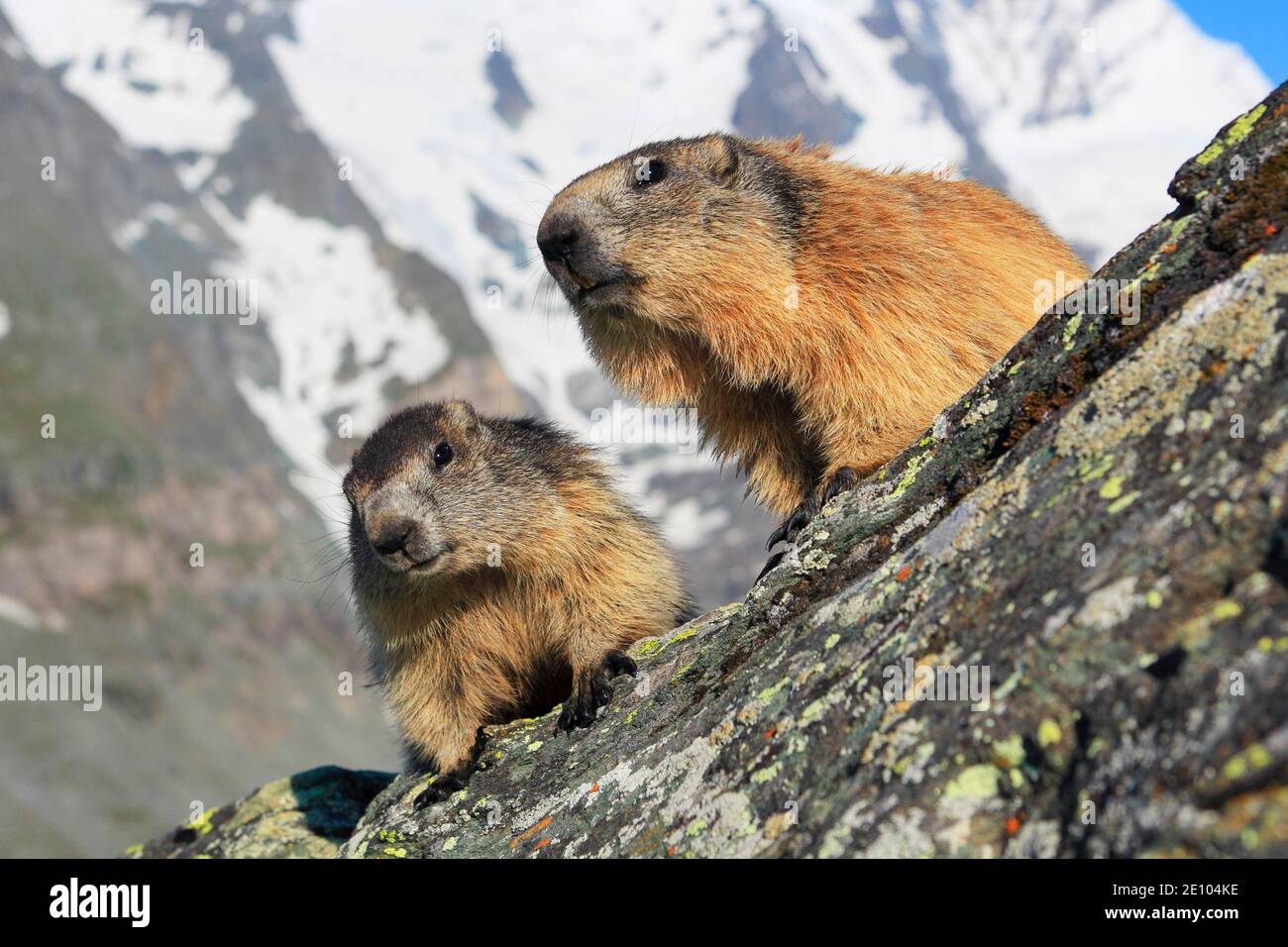 Alpine Marmot (Marmota marmota), Alpine Marmot Stock Photo - Alamy