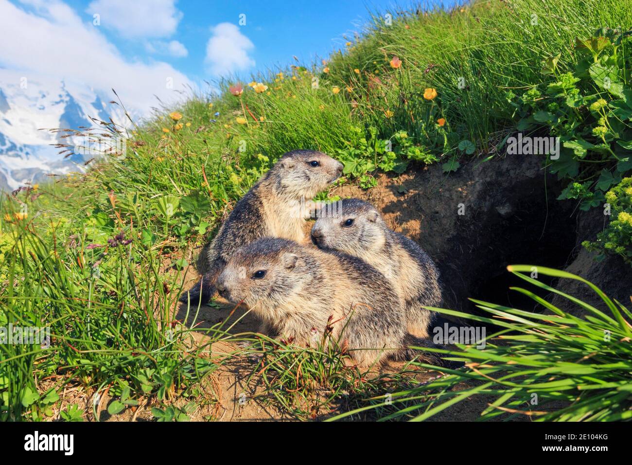 Juvenile marmot hi-res stock photography and images - Alamy