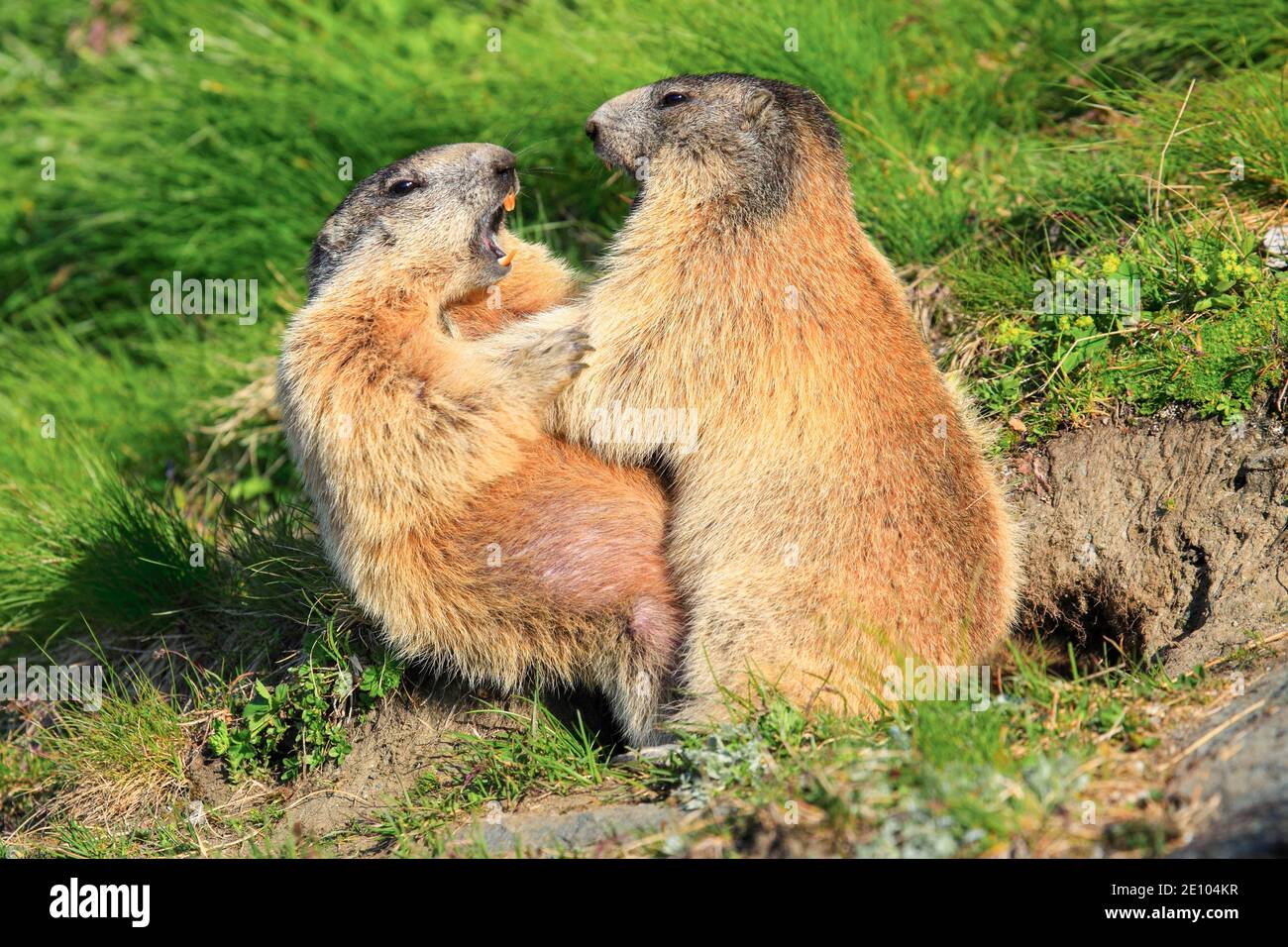 Alpine Marmot (Marmota marmota), Alpine Marmot Stock Photo - Alamy