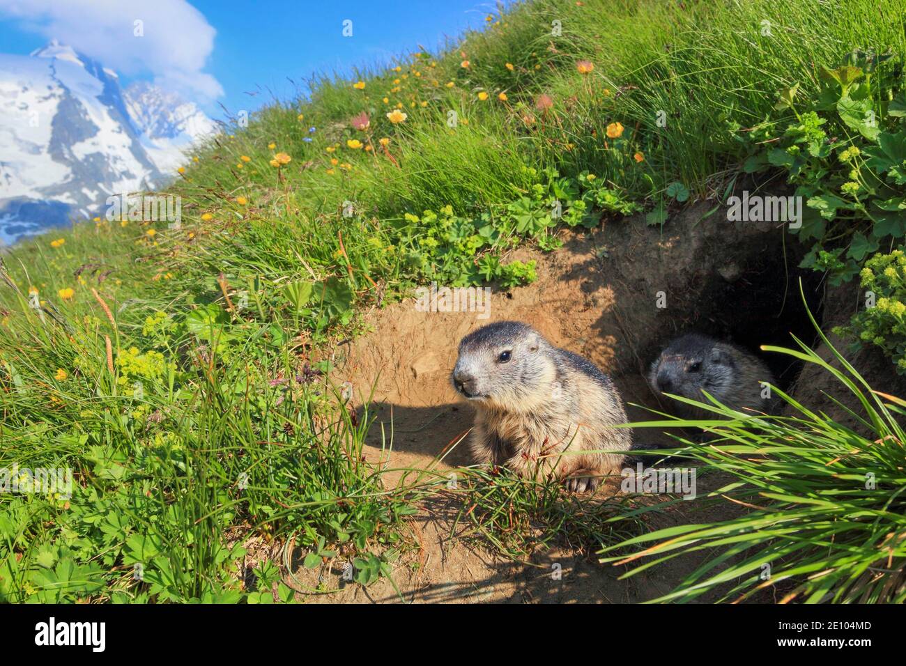 Baby Alpine Marmot (Marmota marmota), Alpine Marmot Stock Photo - Alamy