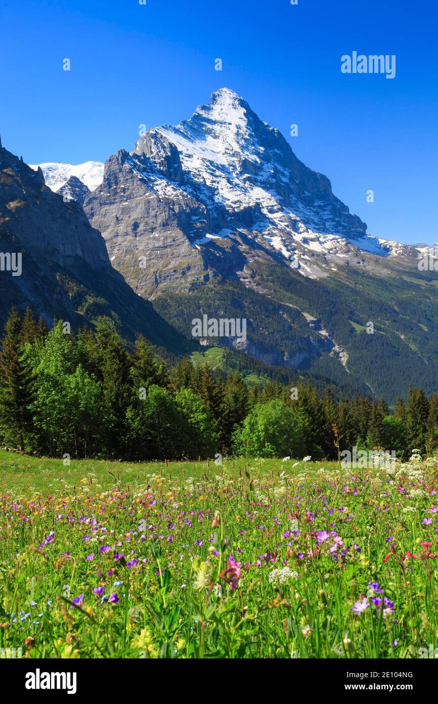 Eiger grindelwald switzerland hi-res stock photography and images - Alamy