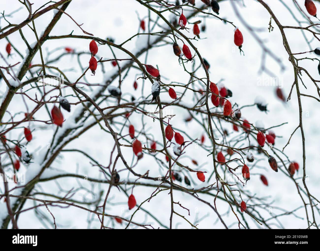 abstract tree branch patterns, snowy tree branches with red berries, beautiful winter texture ...