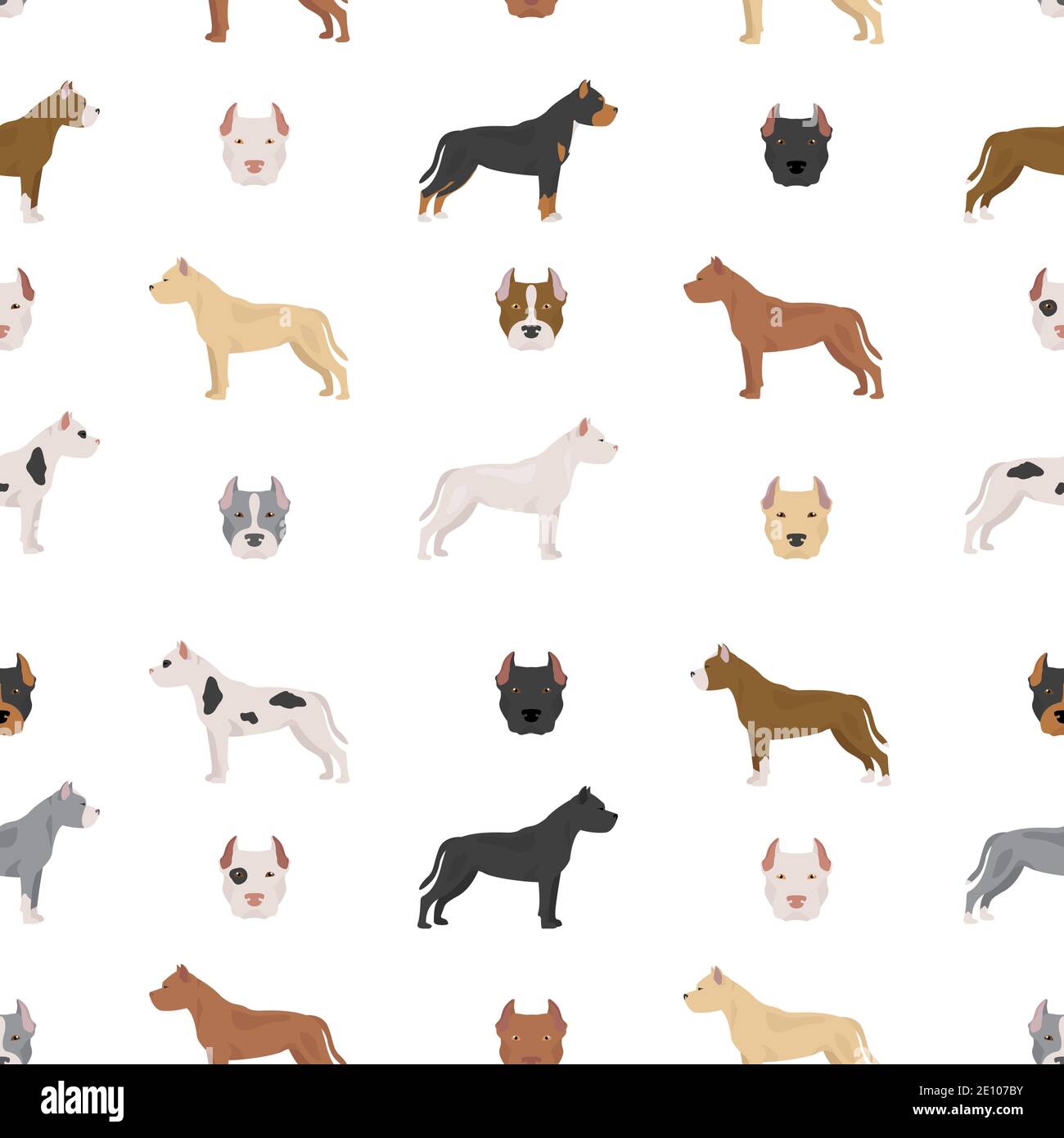 American pit bull terrier dogs set. Color varieties, different poses ...
