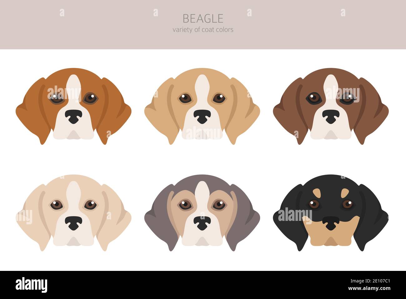 Beagle clipart. Different coat colors set. Vector illustration Stock ...