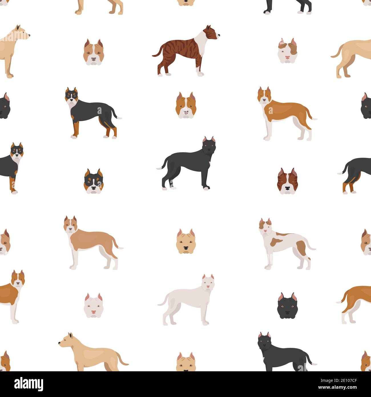American staffordshire terrier dogs set. Color varieties, different ...