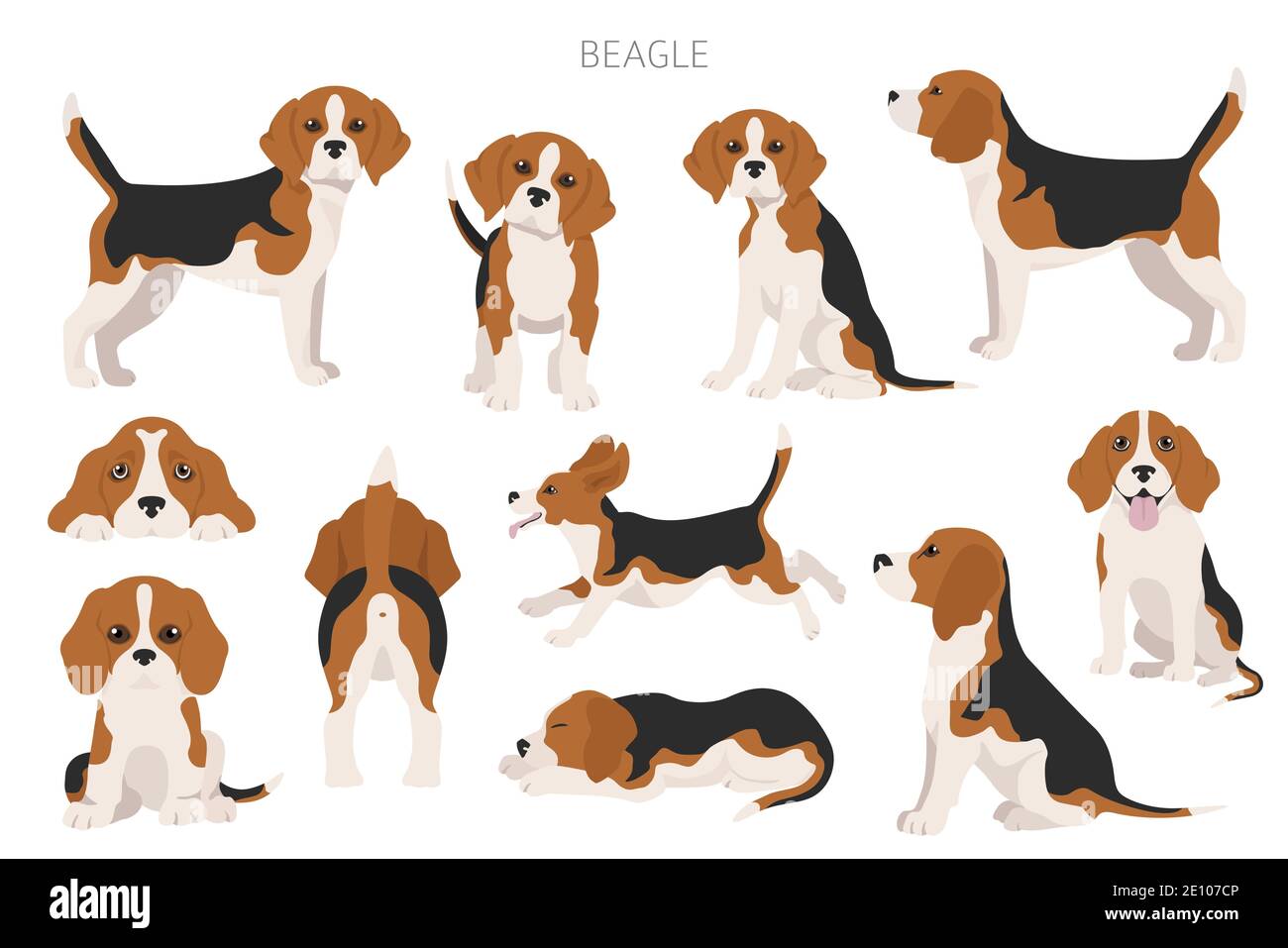 Beagle infographic. Different poses, Beagle puppy. Vector illustration ...