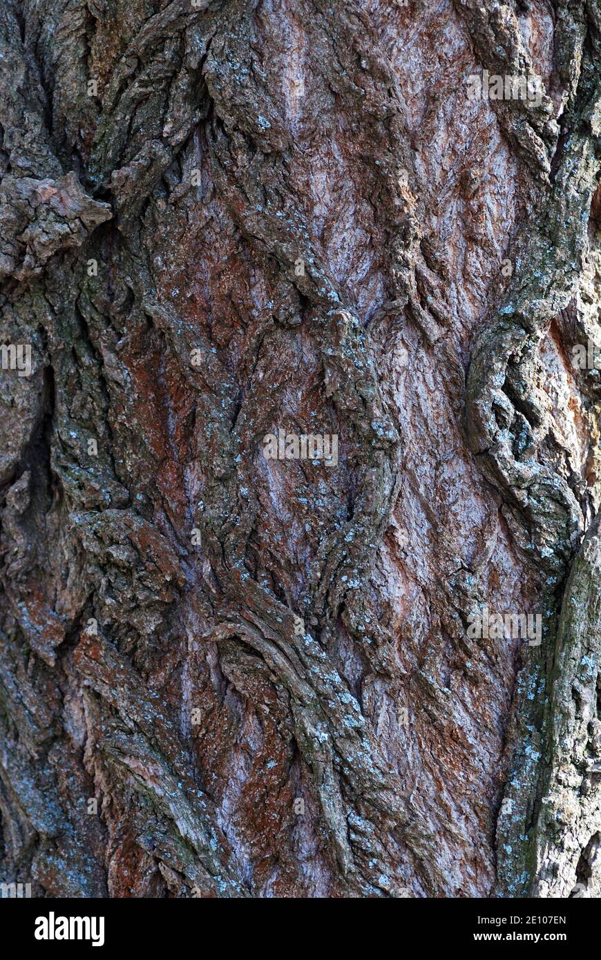 bark of an old gnarled tree in the forest detail Stock Photo - Alamy