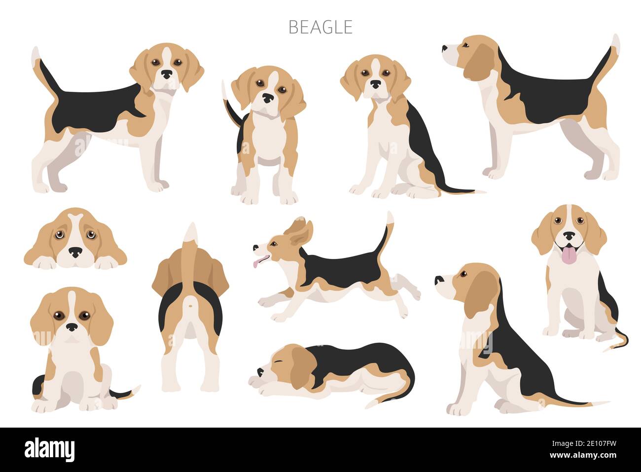 Beagle infographic. Different poses, Beagle puppy. Vector illustration ...