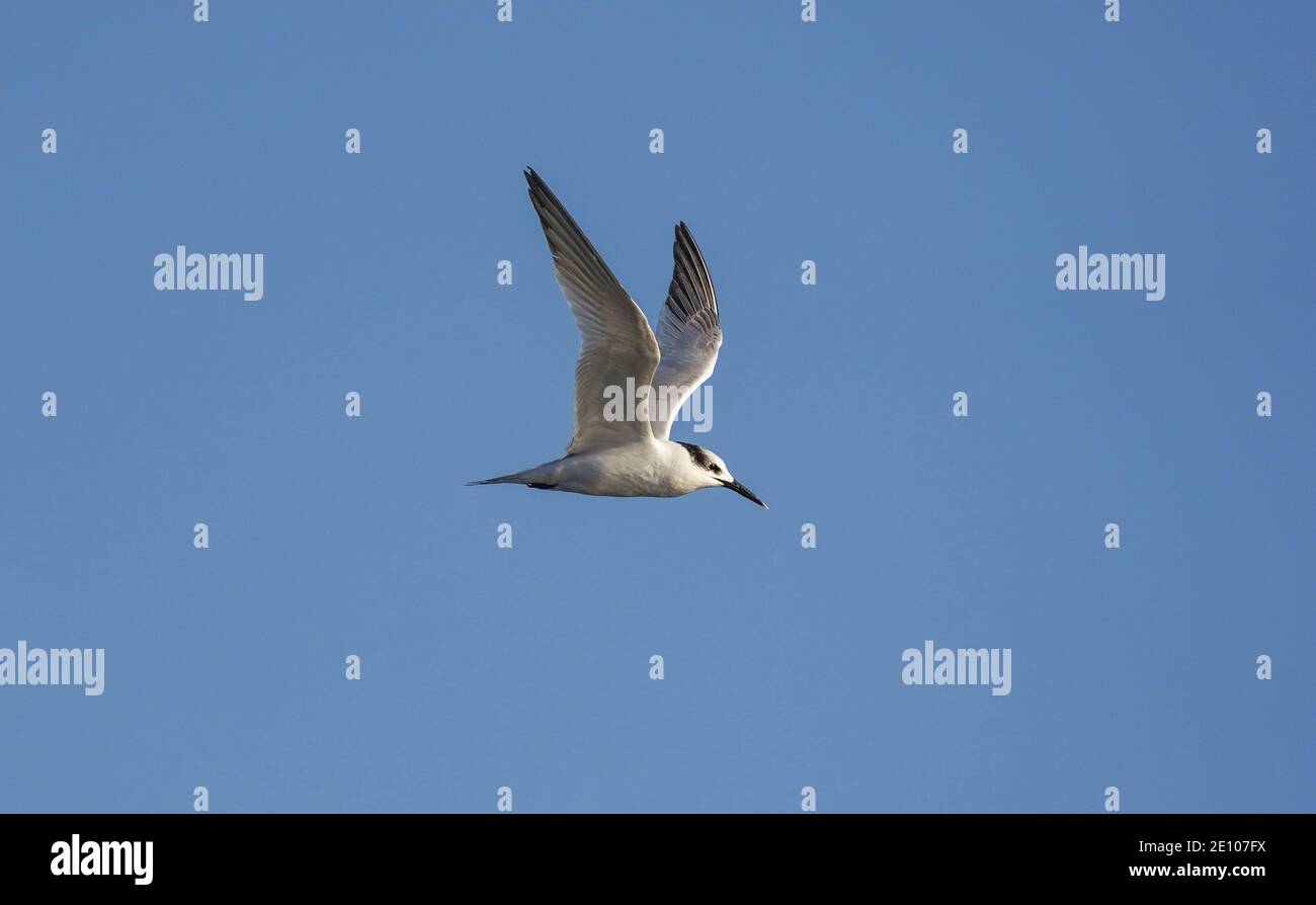 Sandwich tern, Thalasseus sandvicensis, in flight, Andalusia, Spain ...