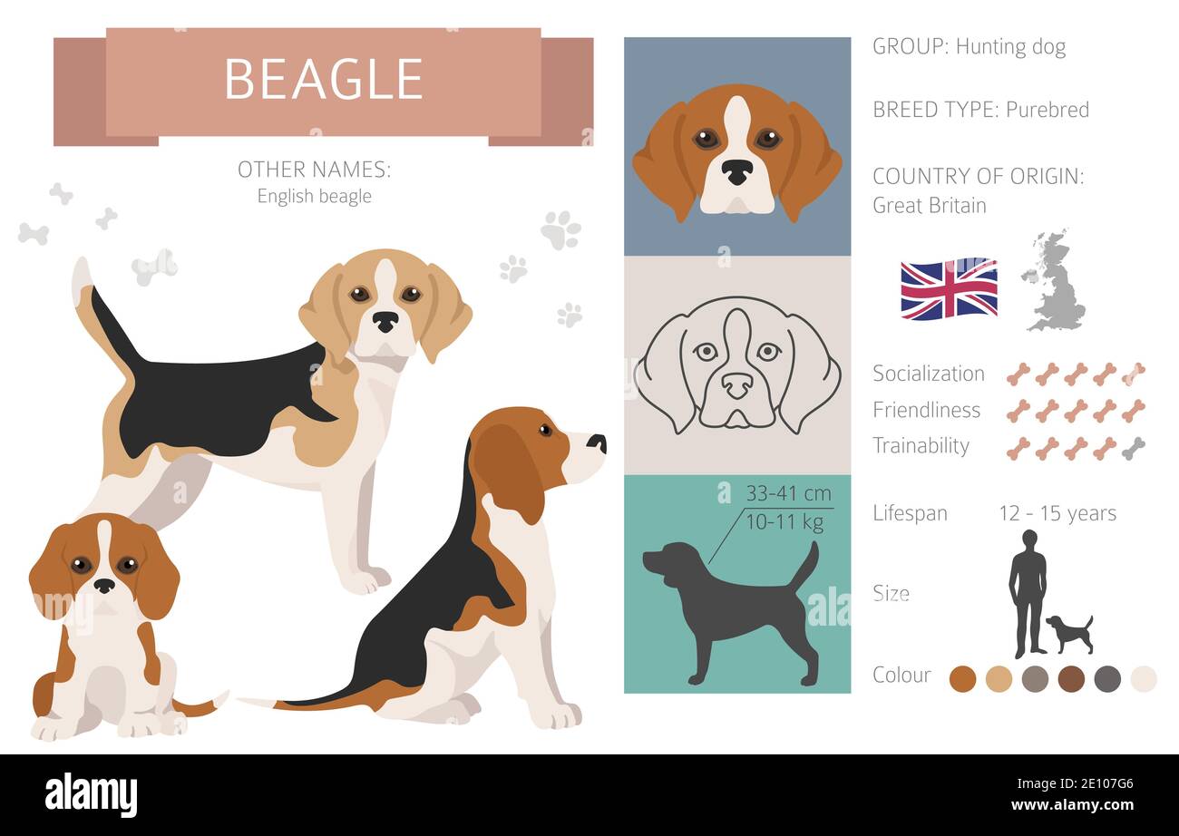 Beagle infographic. Different poses, Beagle puppy. Vector illustration ...