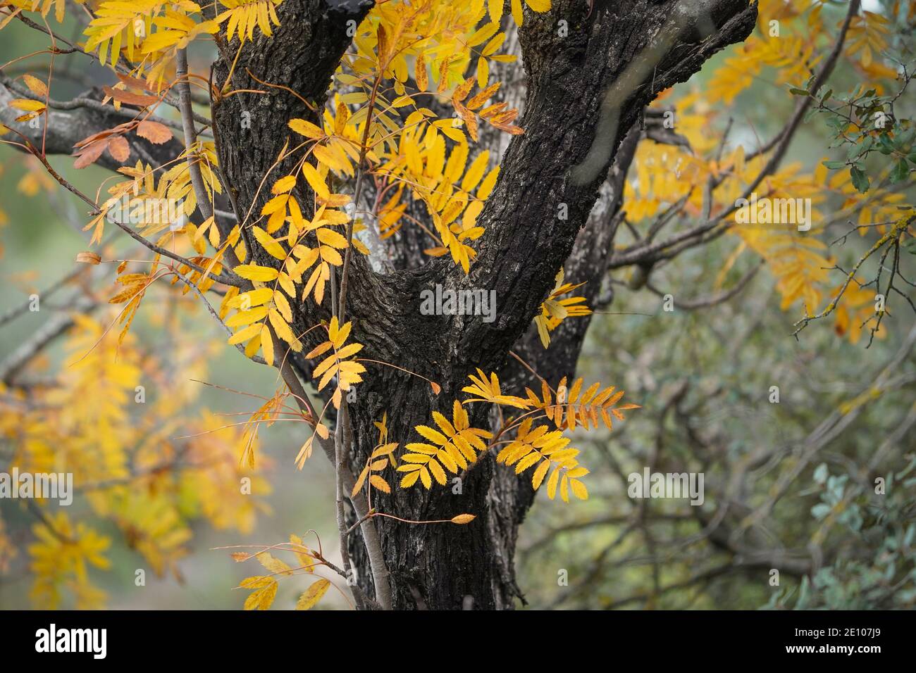 Tree foliage in autumn colours, Spain Stock Photo - Alamy