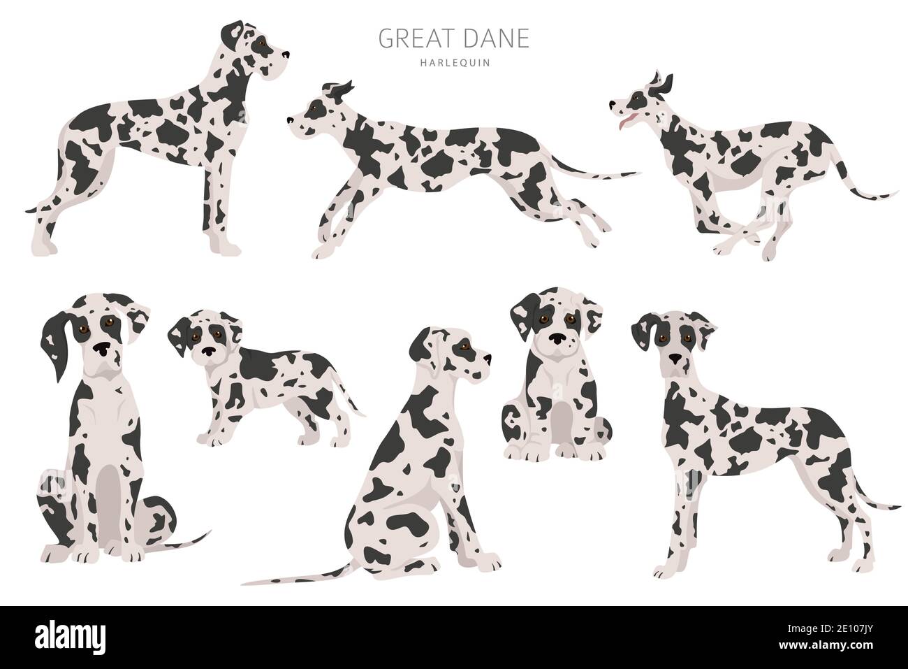 Great dane dogs in different poses. Adult and great dane puppy set ...