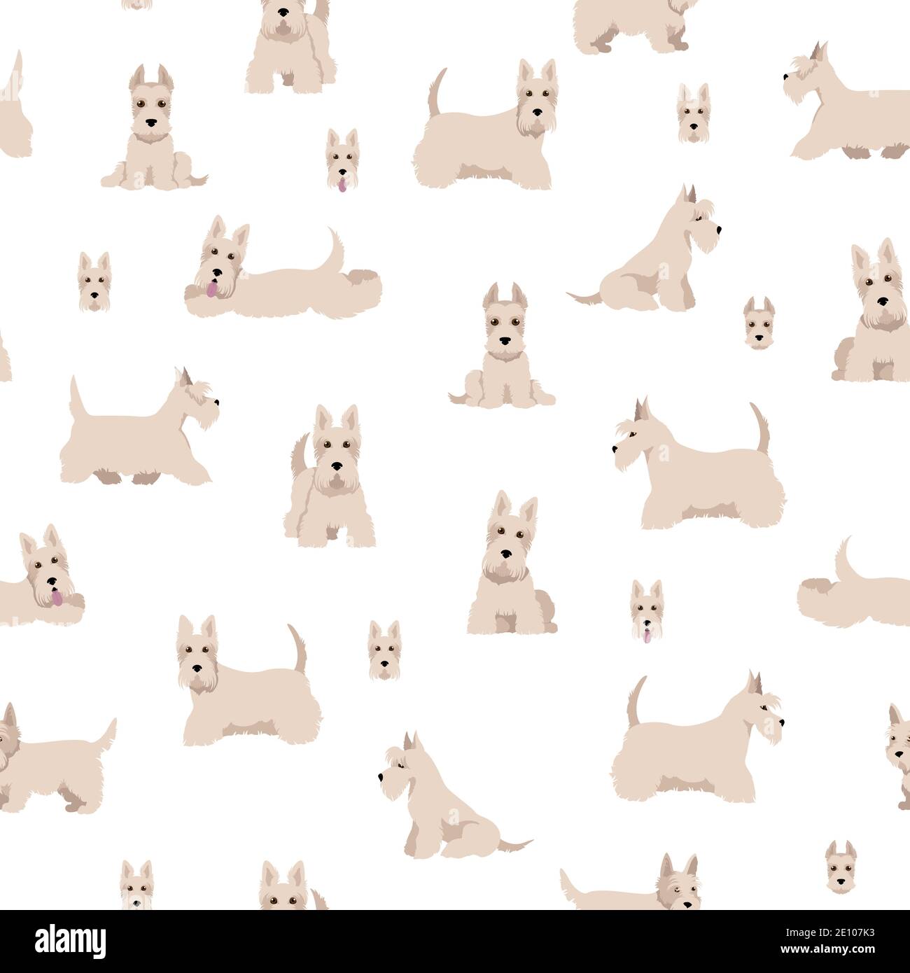 Scottish terrier dogs in different poses and coat colors. Adult and ...