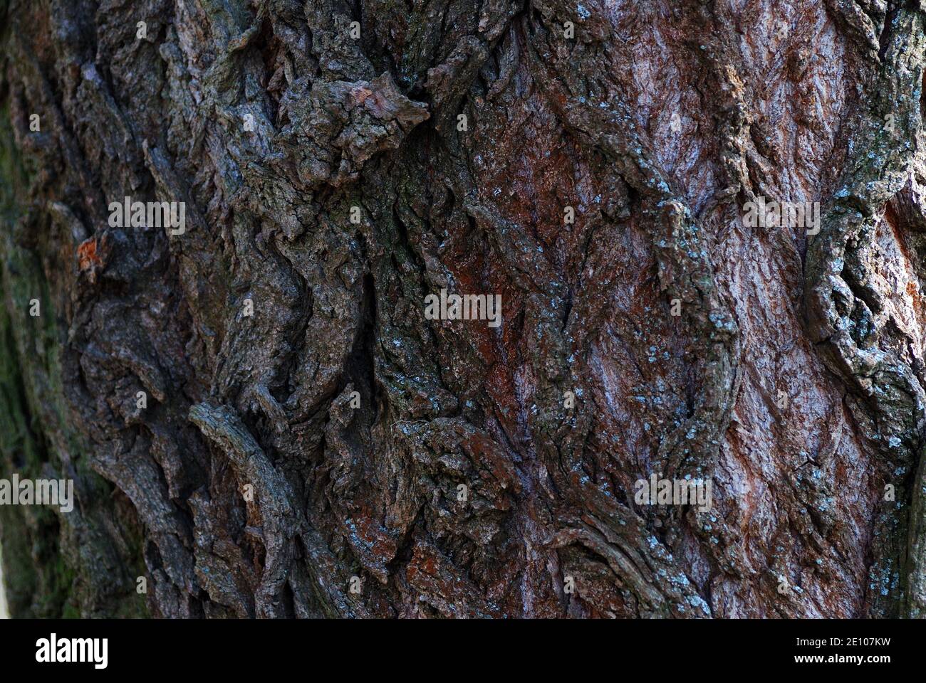 Gnarled bark hi-res stock photography and images - Alamy