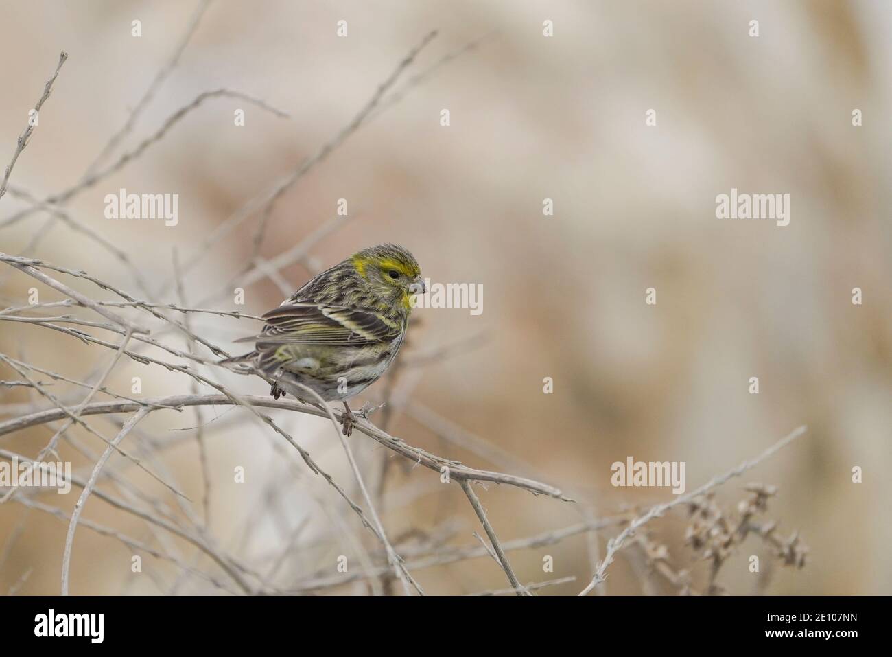 Serin bird hi-res stock photography and images - Alamy