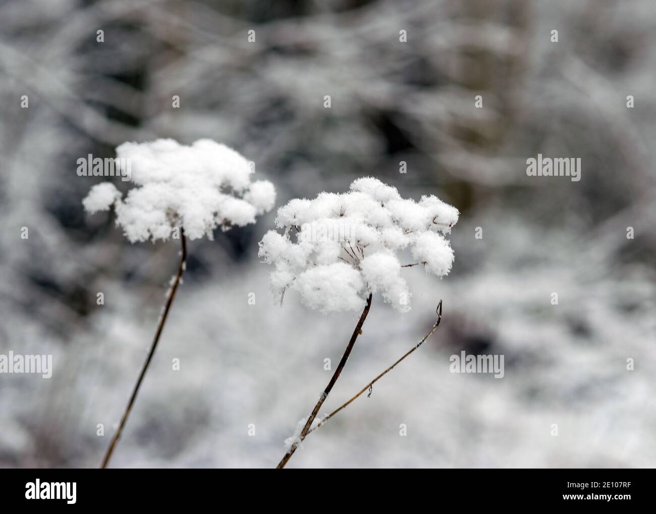 abstract texture, snow covered plants, winter feelings, winter texture ...