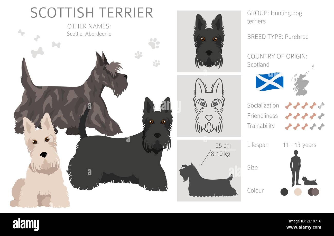 Scottish terrier dogs in different poses and coat colors. Adult and ...