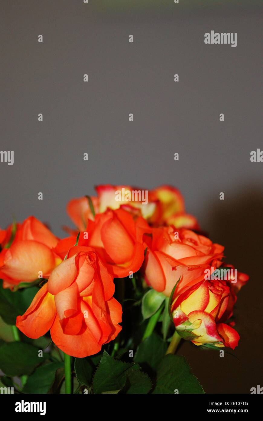 orange fresh roses background with portrait view Stock Photo - Alamy