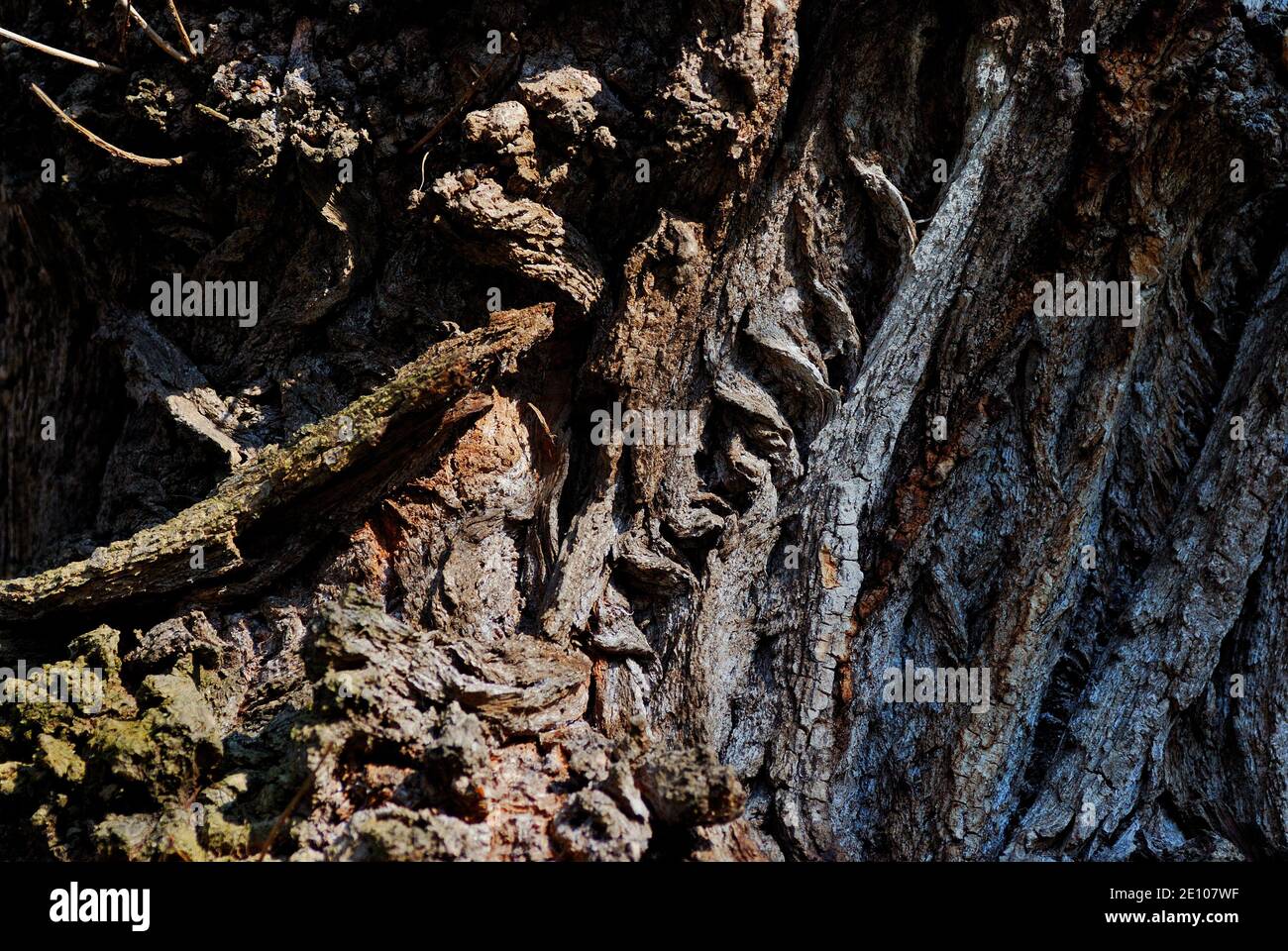 bark of a gnarled old tree in the forest Stock Photo - Alamy